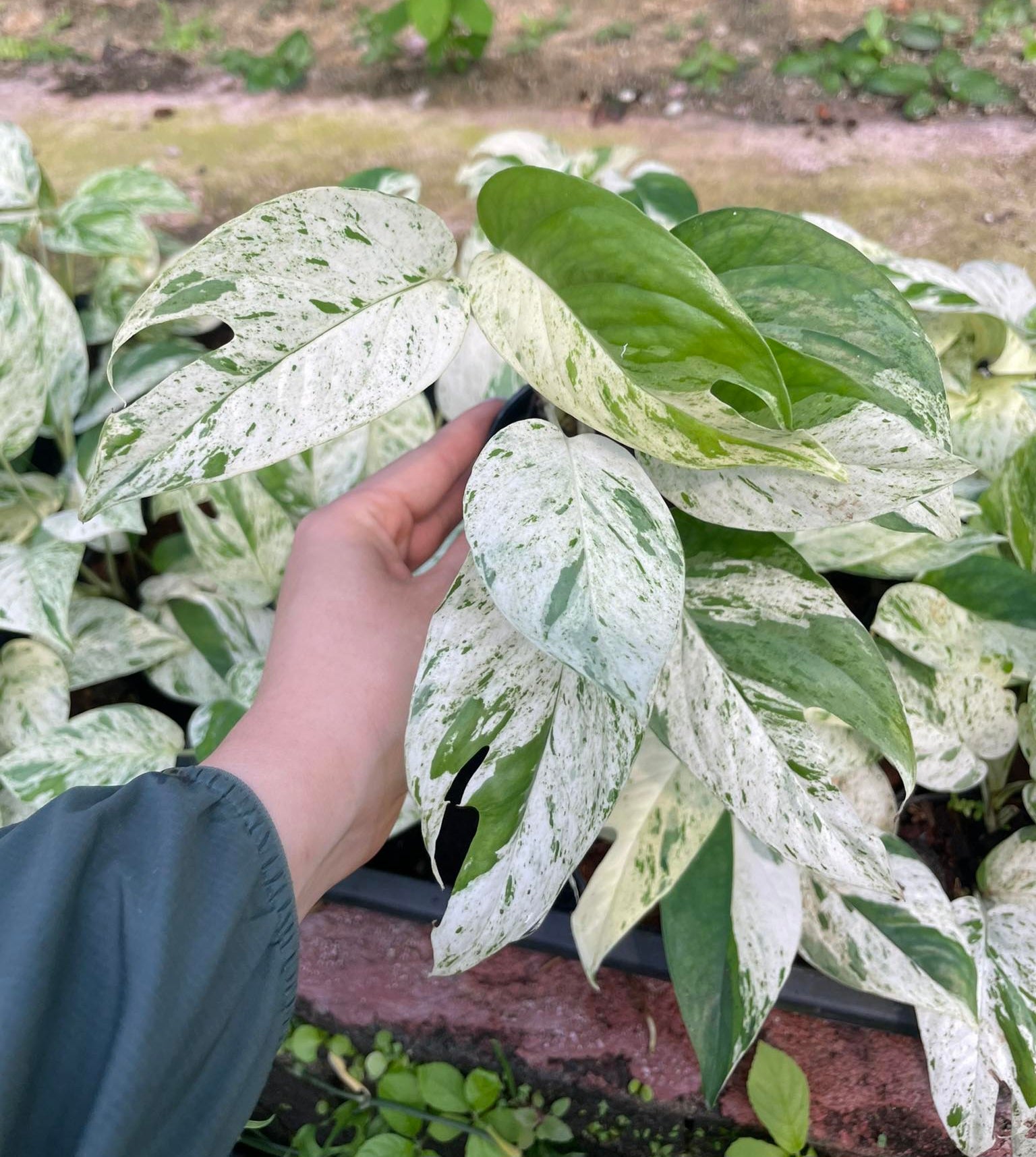 Epipremnum – TerraFlora Global