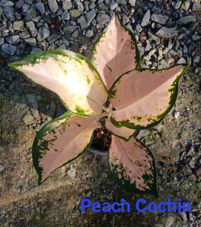 Aglaonema Peach Cochin – TerraFlora Global