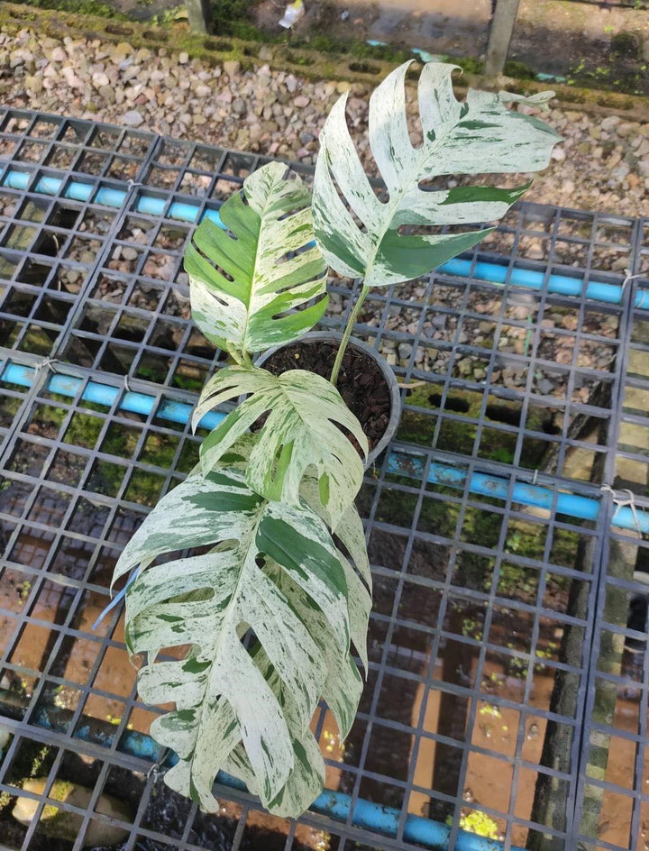 Epipremnum – TerraFlora Global