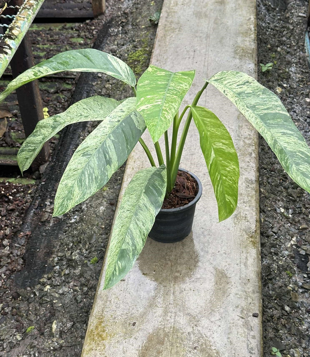 Epipremnum – TerraFlora Global
