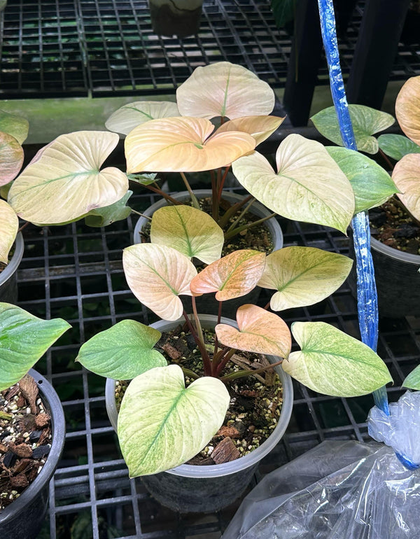 Homalomena Rubescens Full Mint – TerraFlora Global