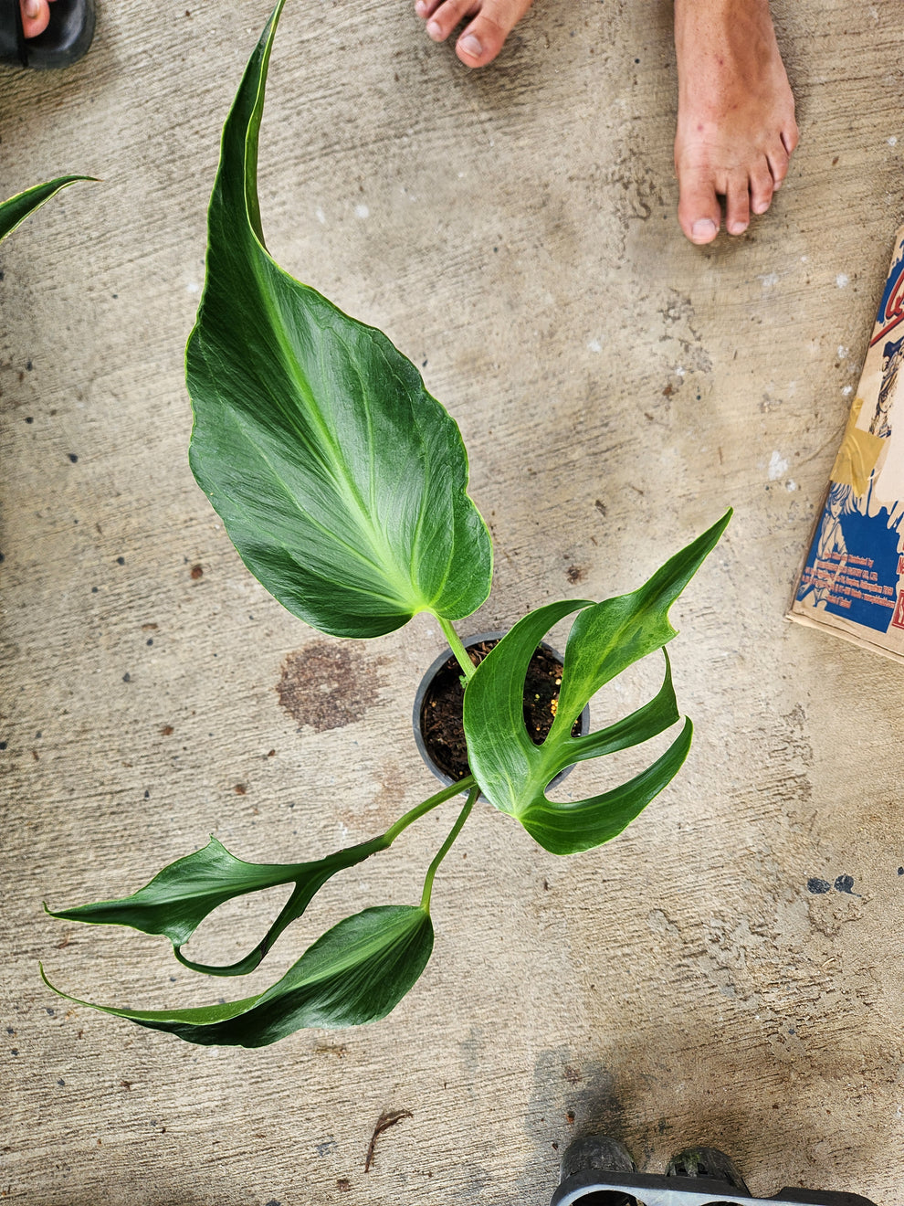 Monstera Burle Marx Flame – TerraFlora Global