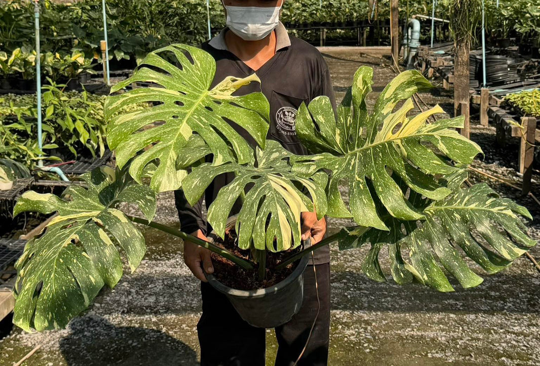 Monstera – TerraFlora Global