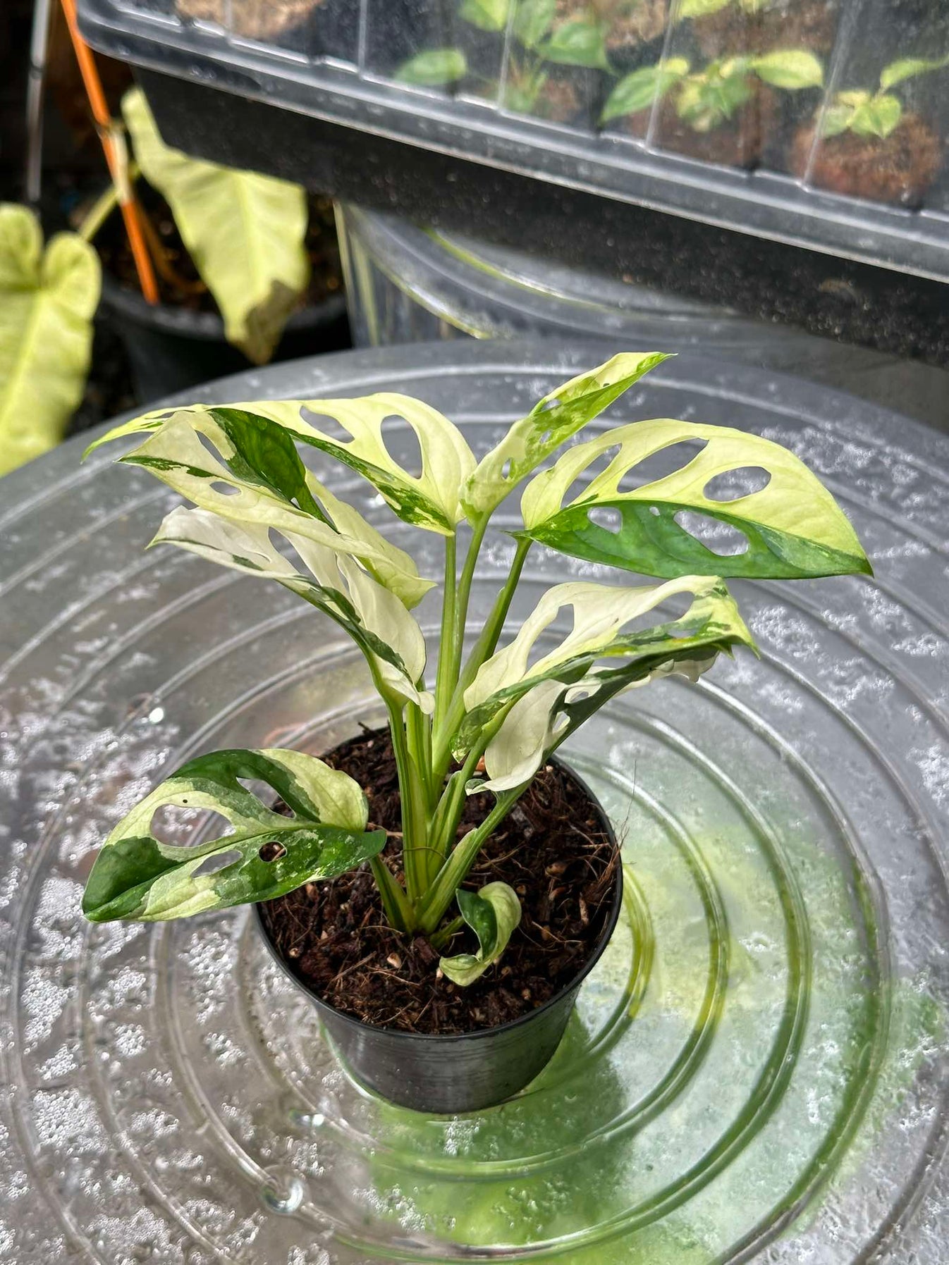 Monstera Adansonii Albo Variegated – TerraFlora Global