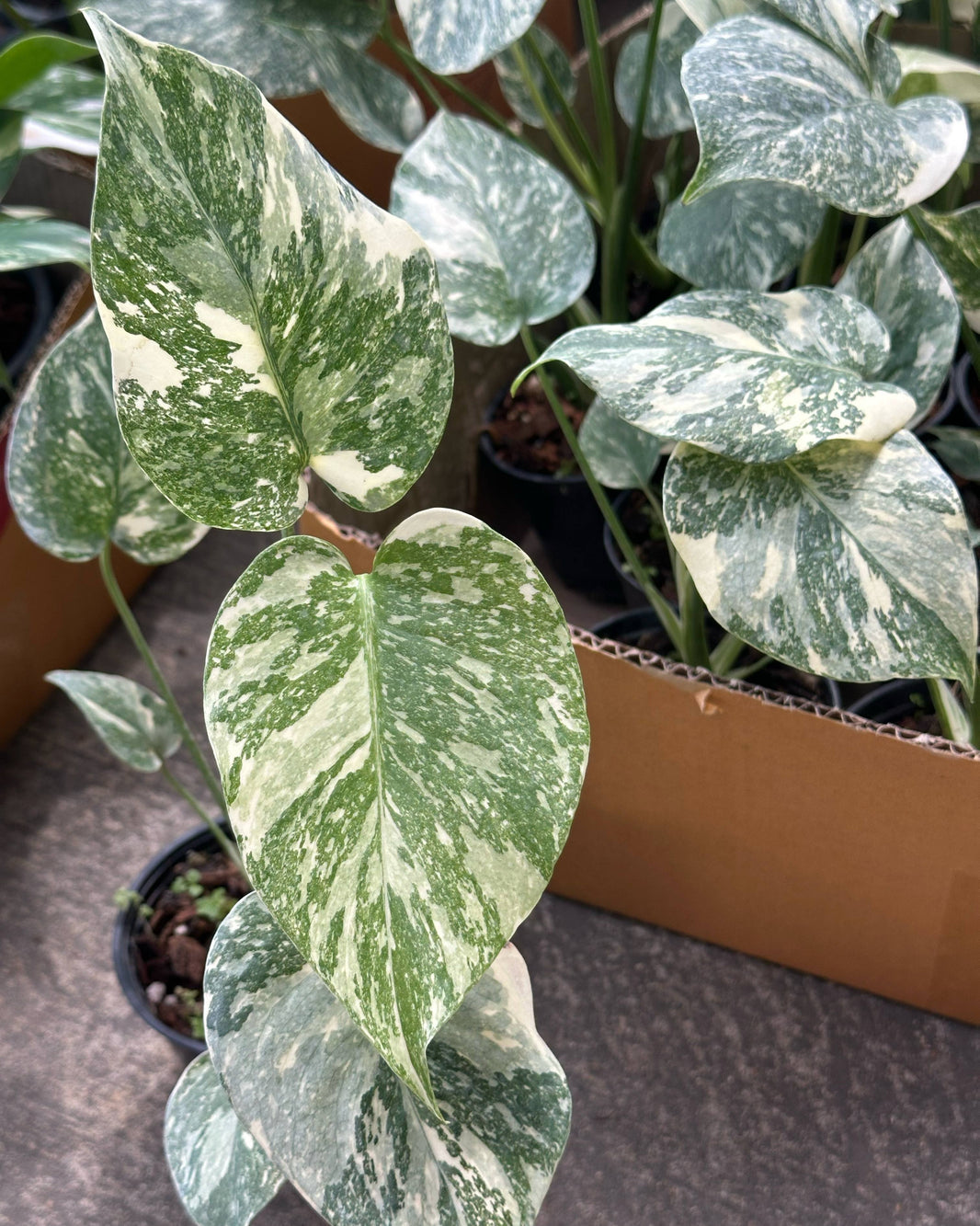 Monstera – TerraFlora Global