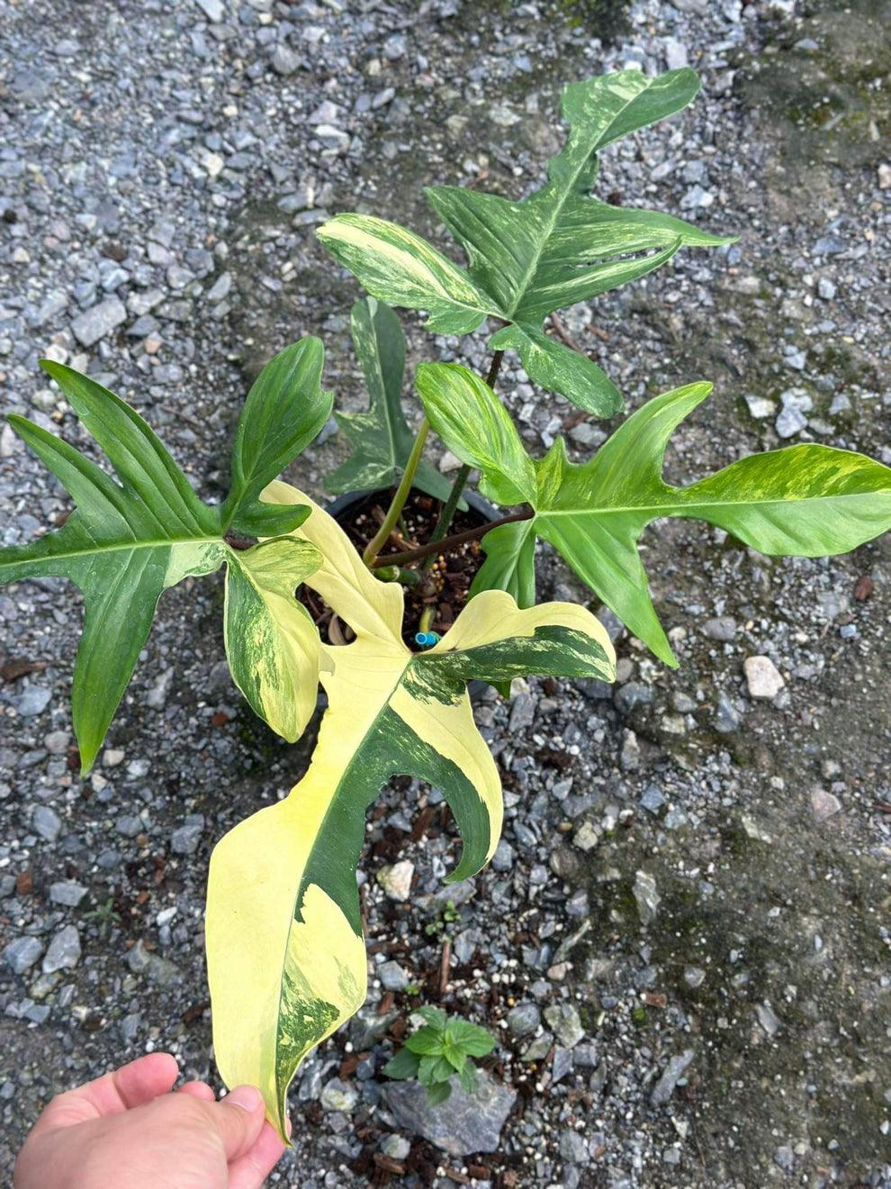 Philodendron Florida Beauty – TerraFlora Global