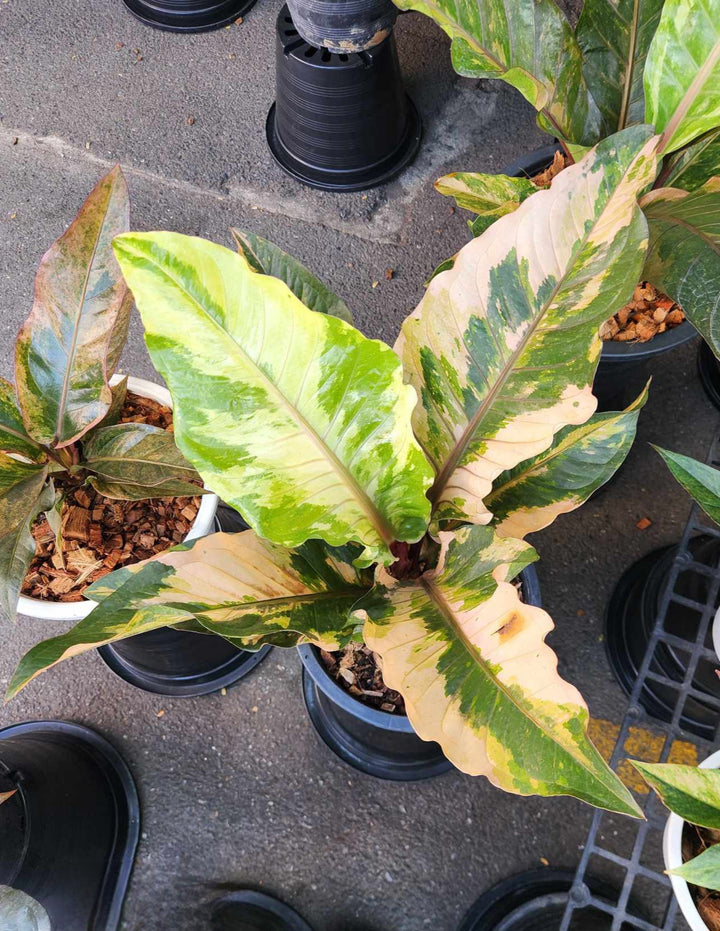 Anthurium – TerraFlora Global